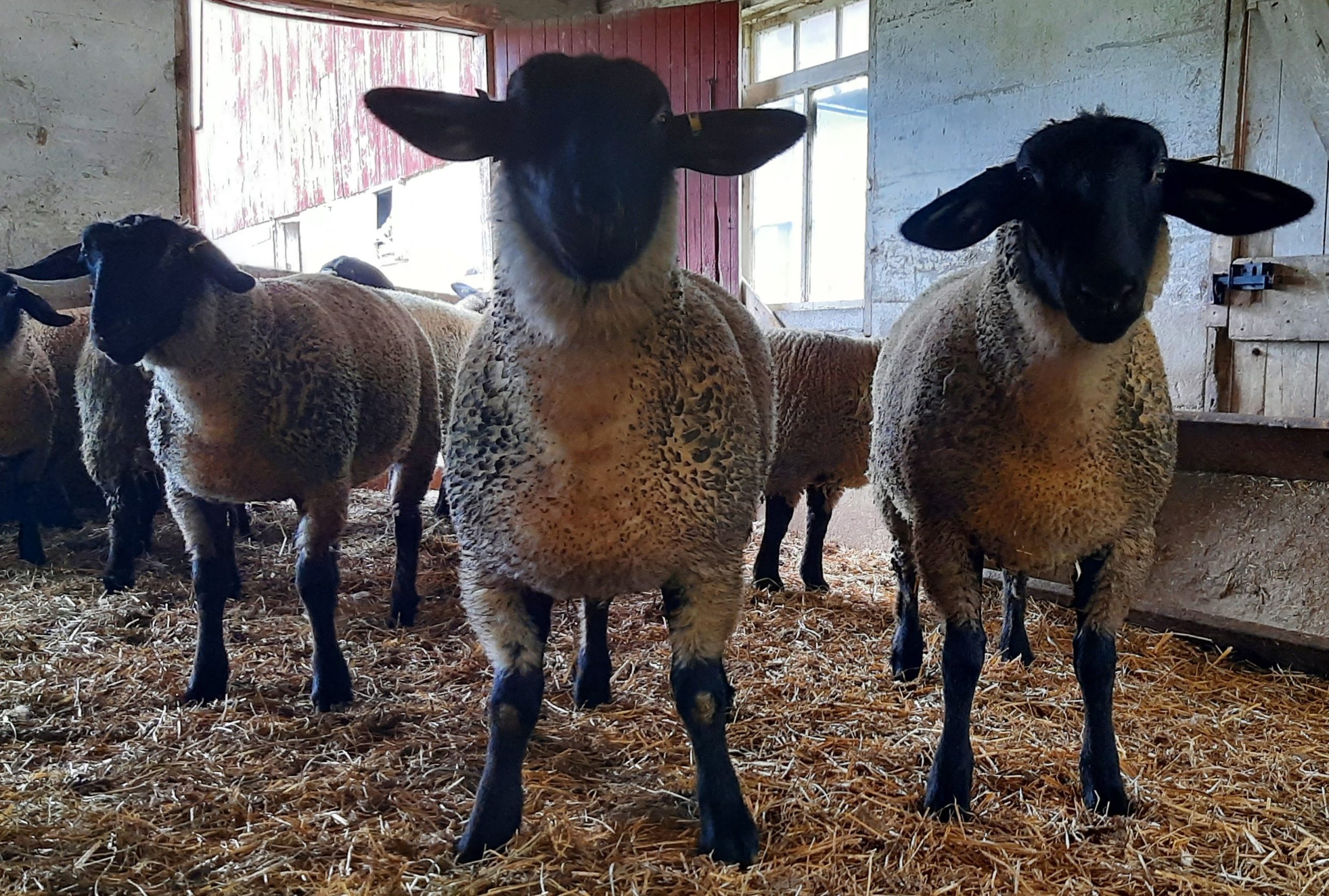 Purebred Registered Suffolk Ewes - Huron Grove Sheep